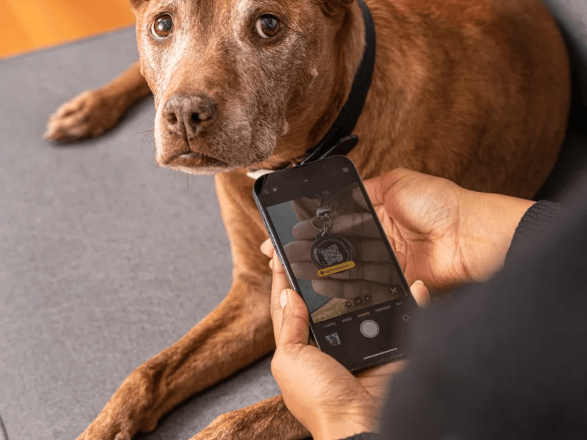 Furry tag │ Cloud Connected Pet Identification Tags