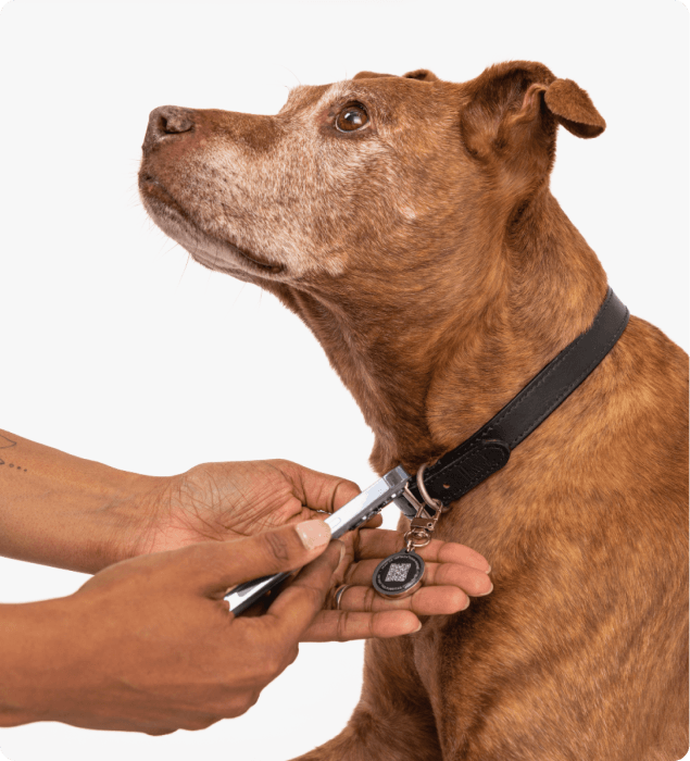 Furry tag │ Cloud Connected Pet Identification Tags
